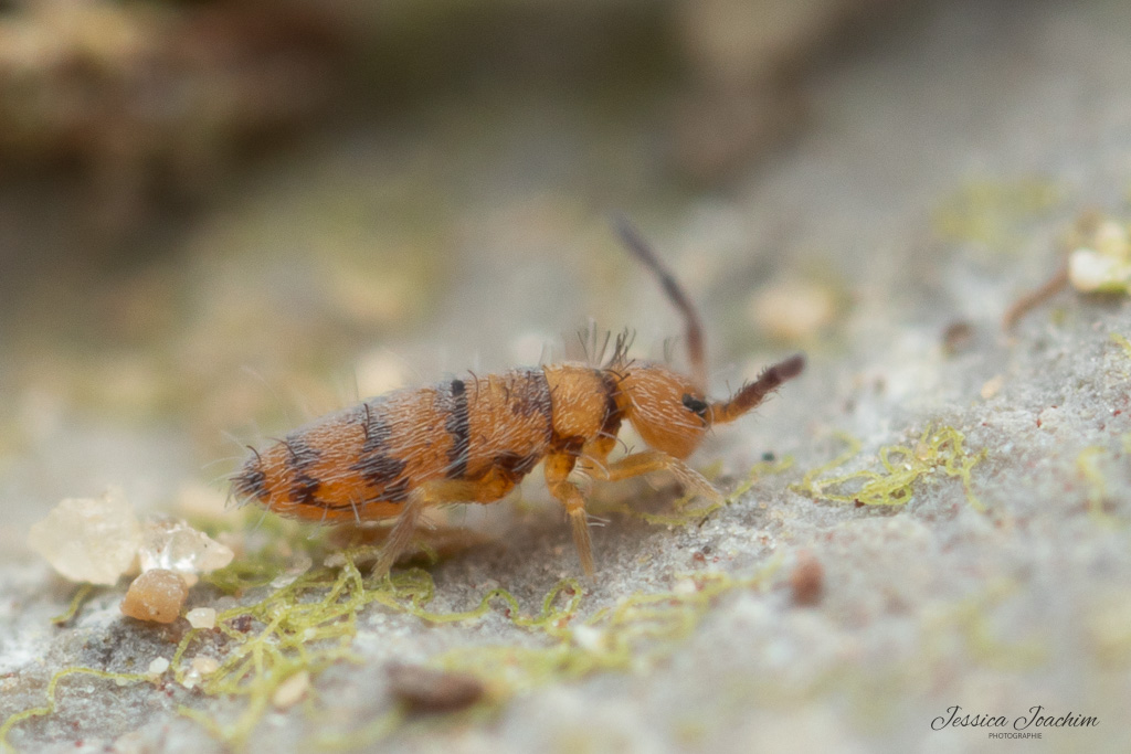 Entomobrya nr spectabilis - Les carnets nature de Jessica ...