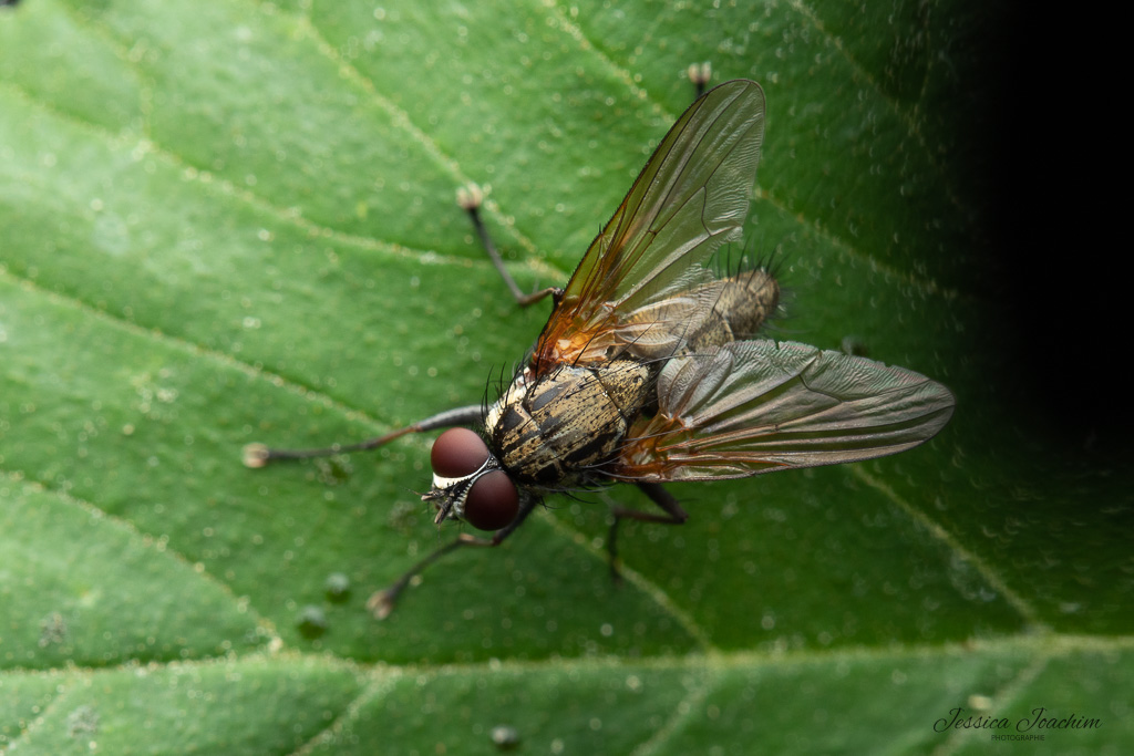 Hydrophoria lancifer/Hydrophoria diabata - Les carnets nature de ...