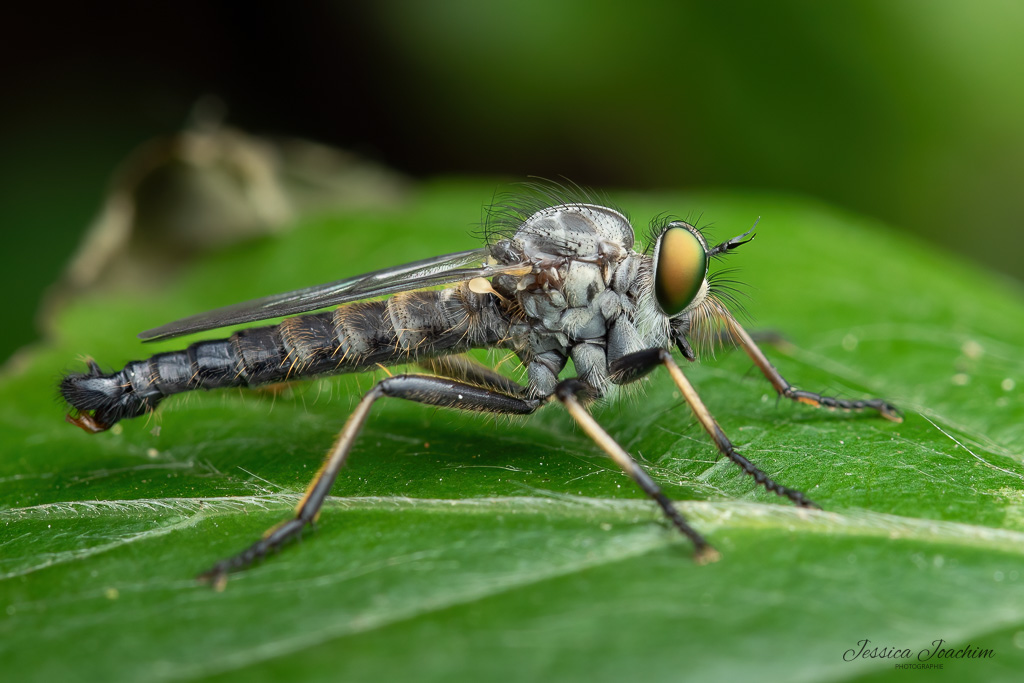 Neoitamus cyanurus - Les carnets nature de Jessica - Photographie et ...