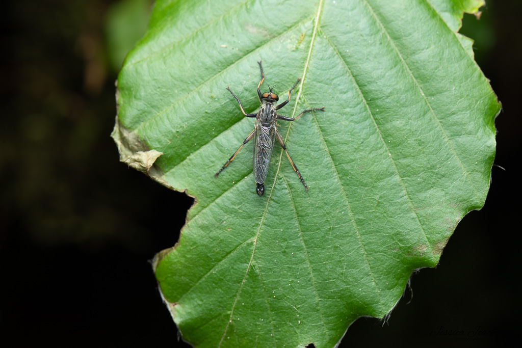 Neoitamus cyanurus - Les carnets nature de Jessica - Photographie et ...
