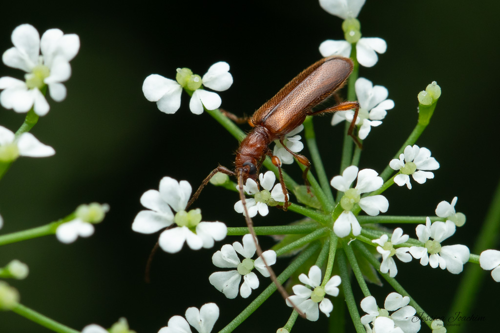 Obrium brunneum - Les carnets nature de Jessica - Photographie et ...