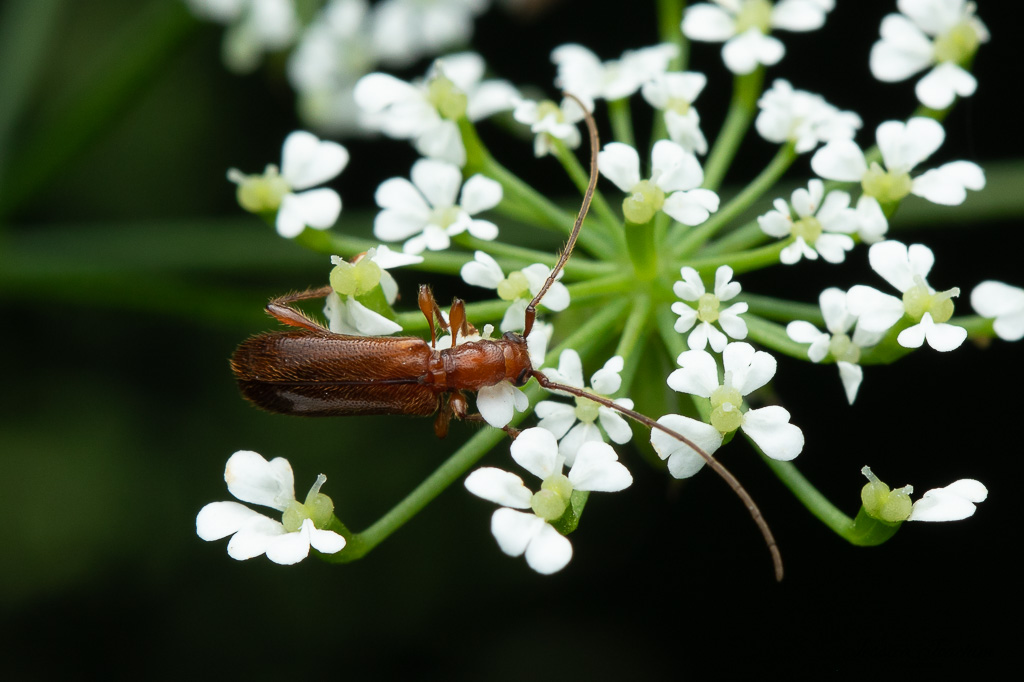 Obrium brunneum - Les carnets nature de Jessica - Photographie et ...