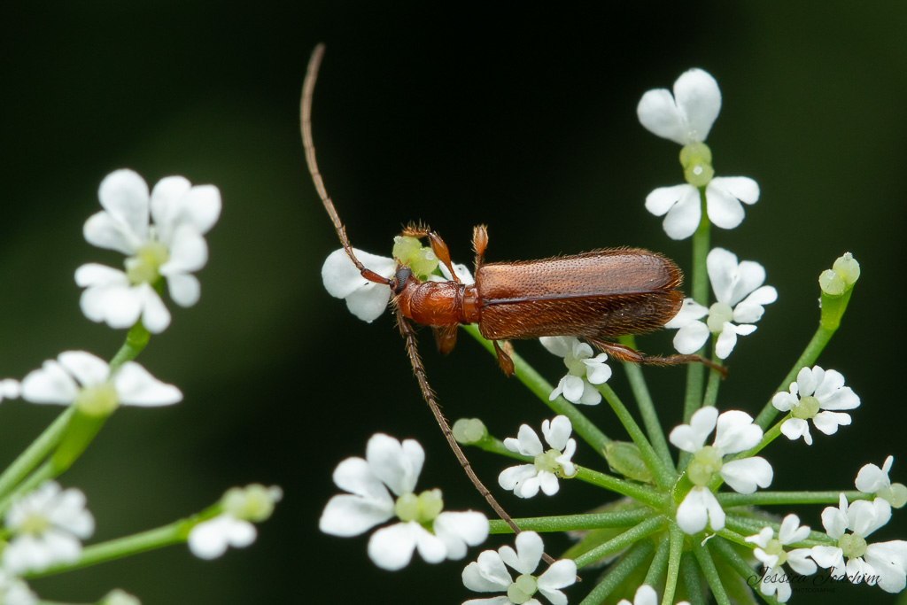 Obrium brunneum - Les carnets nature de Jessica - Photographie et ...