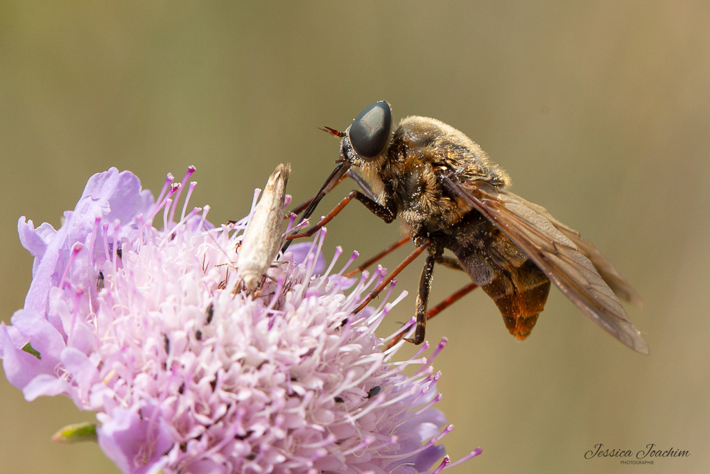 Pangonius micans - Les carnets nature de Jessica - Photographie et ...
