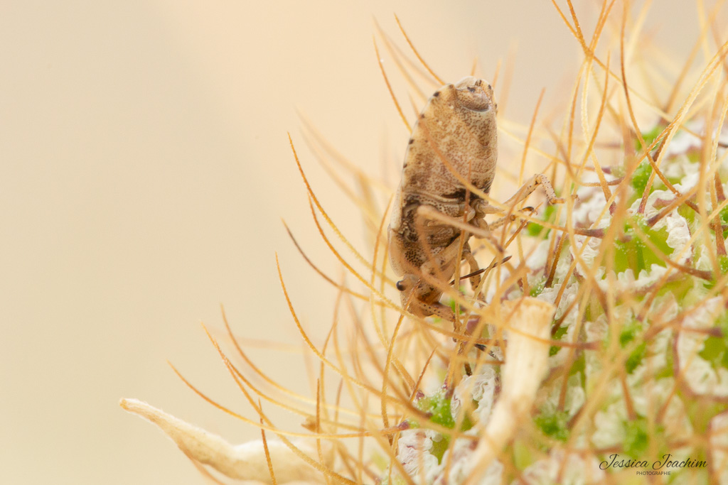 Sciocoris macrocephalus - Les carnets nature de Jessica - Photographie ...