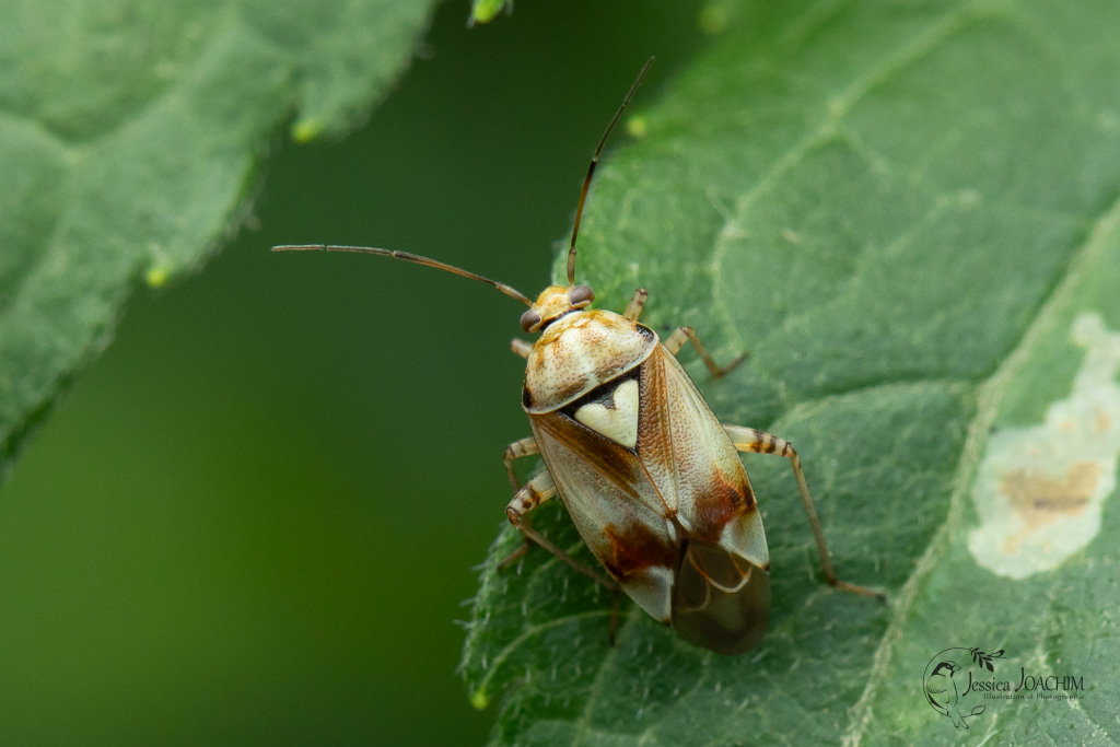 Lygus sp - Les carnets nature de Jessica - Photographie et illustration ...