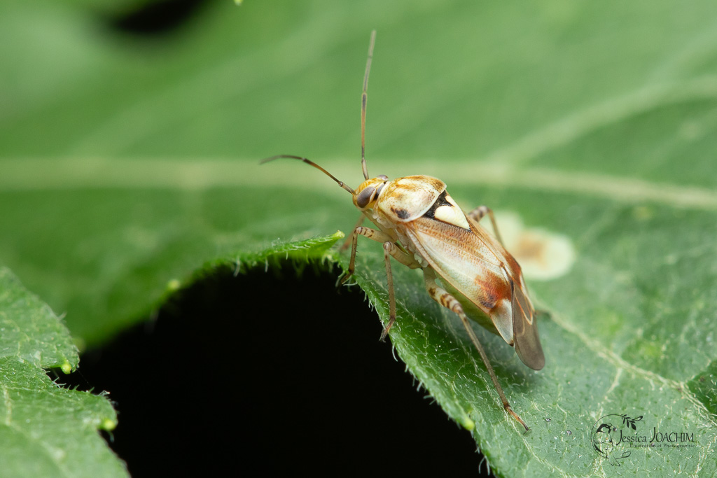 Lygus sp - Les carnets nature de Jessica - Photographie et illustration ...