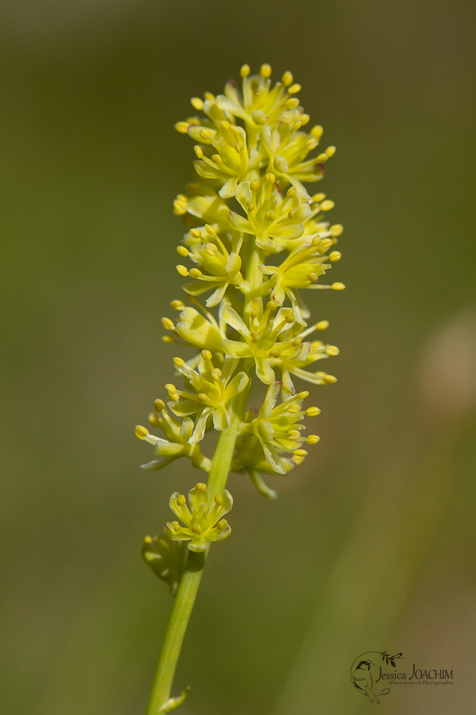 Tofieldie à calicule (Tofieldia calyculata) - Les carnets nature de ...