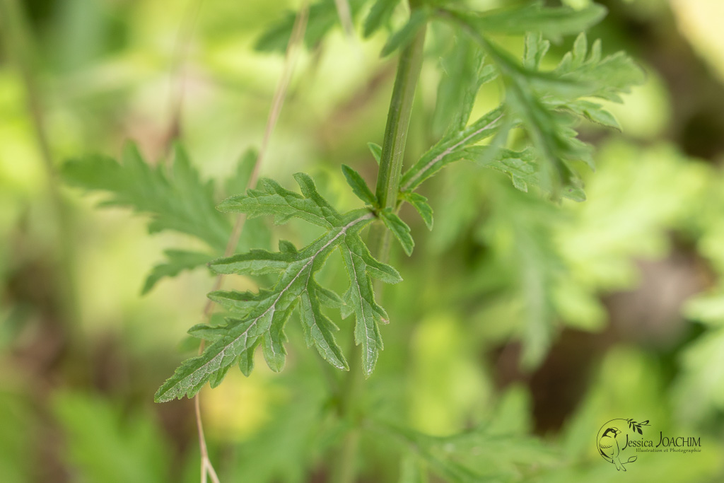Verveine (Verbena officinalis) - Les carnets nature de Jessica ...