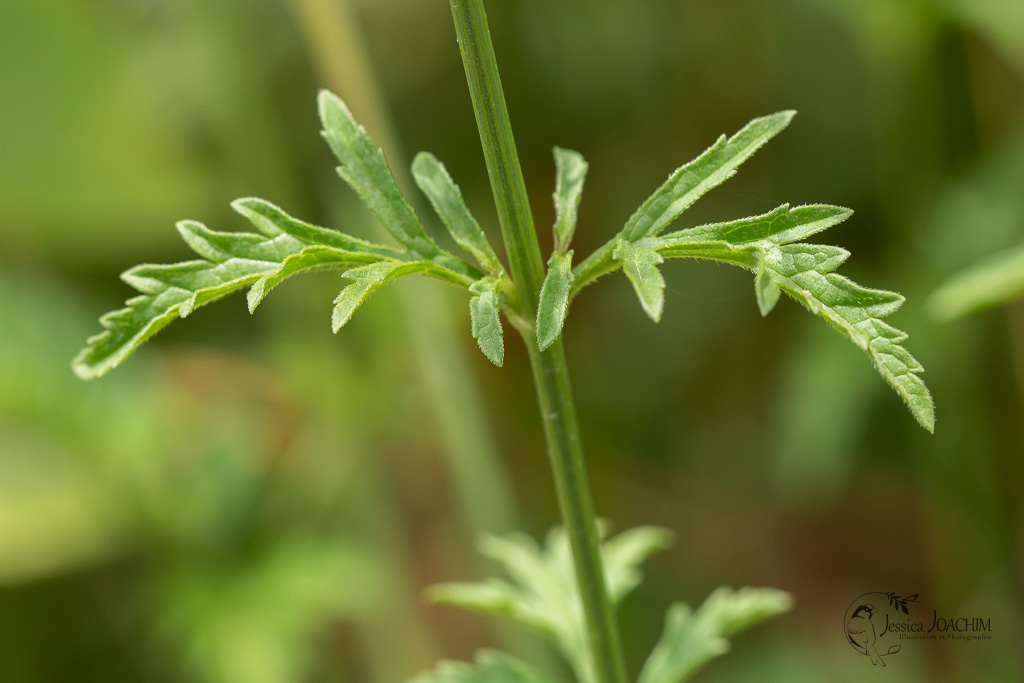 Verveine (Verbena officinalis) - Les carnets nature de Jessica ...