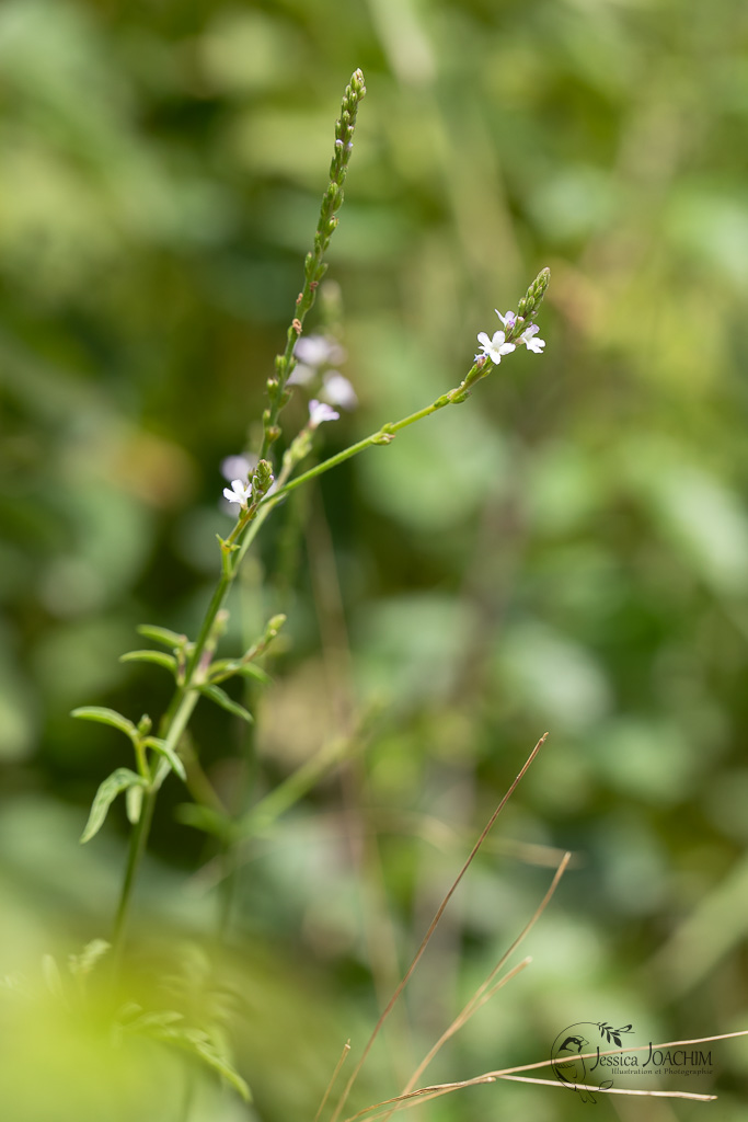 Verveine (Verbena officinalis) - Les carnets nature de Jessica ...
