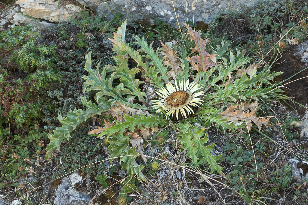 Carline à feuilles d'Acanthe (Carlina acanthifolia) - Les carnets ...