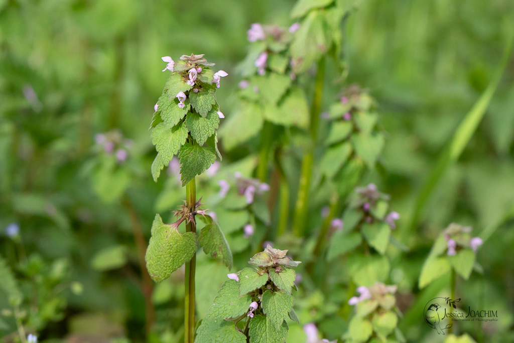 Lamier pourpre (Lamium purpureum) - Les carnets nature de Jessica ...