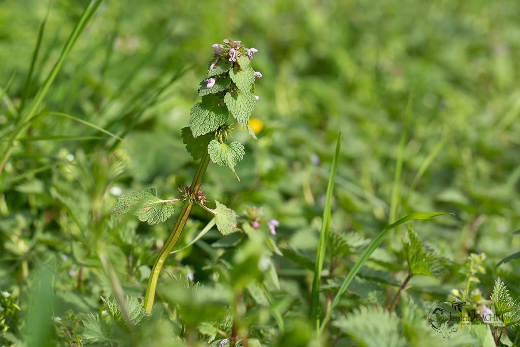 Lamier pourpre (Lamium purpureum) - Les carnets nature de Jessica ...