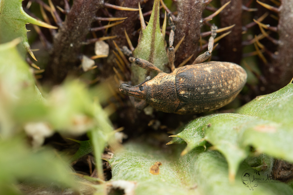Larinus pollinis - Les carnets nature de Jessica - Photographie et ...