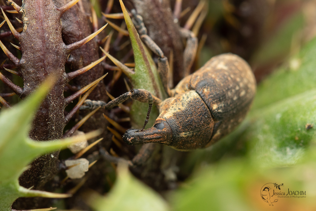 Larinus pollinis - Les carnets nature de Jessica - Photographie et ...