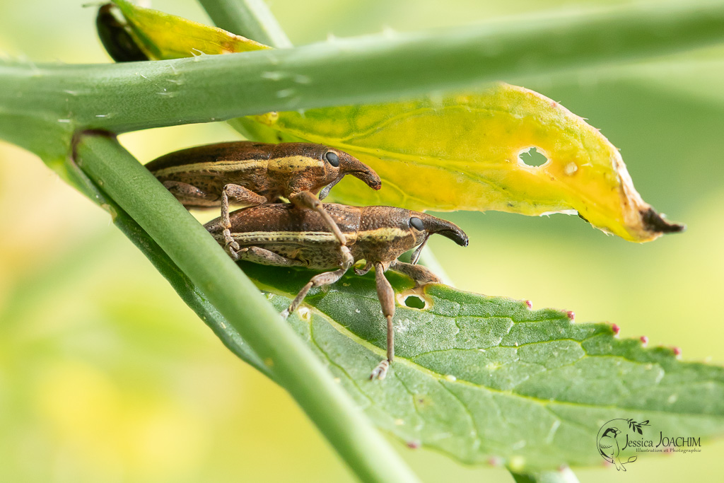 Lixus ochraceus - Les carnets nature de Jessica - Photographie et ...