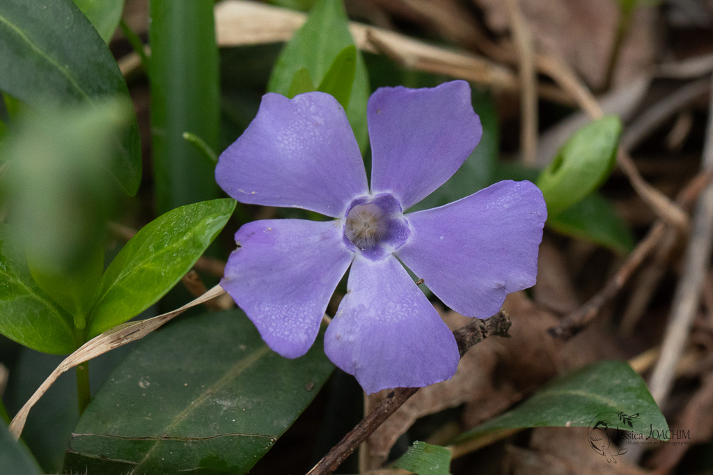 Petite pervenche (Vinca minor) - Les carnets nature de Jessica ...