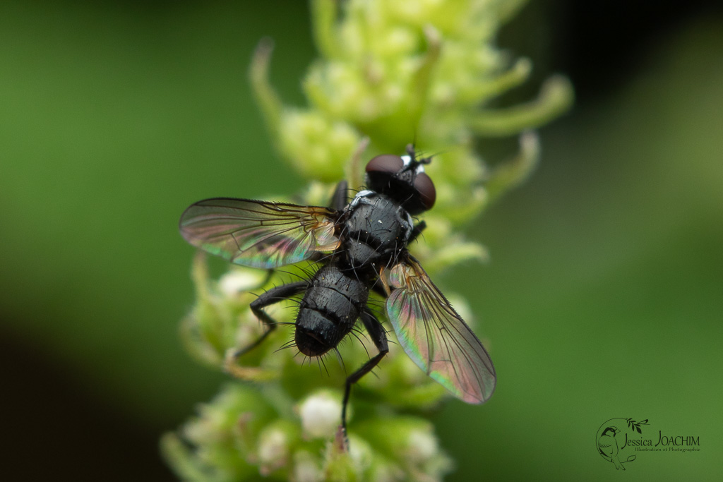 Phania funesta - Les carnets nature de Jessica - Photographie et ...