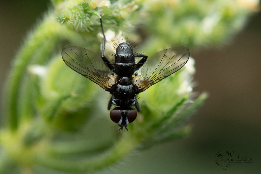 Phania funesta - Les carnets nature de Jessica - Photographie et ...