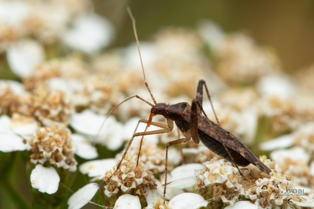 Phytocoris ulmi - Les carnets nature de Jessica - Photographie et ...