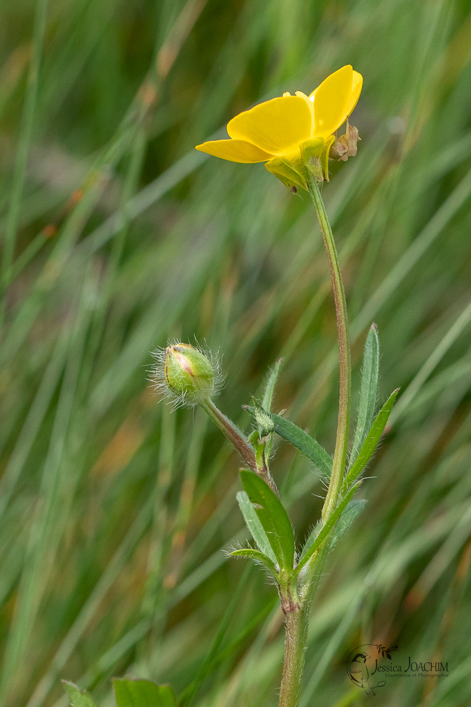 Renoncule bulbeuse (Ranunculus bulbosus) - Les carnets nature de ...