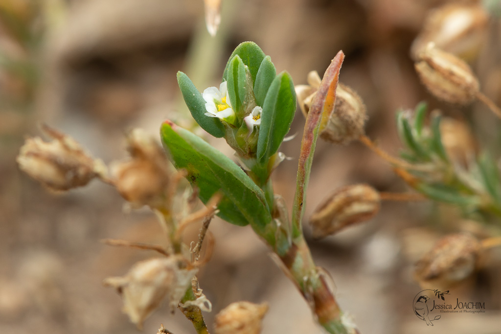 Renouée des oiseaux (Polygonum aviculare) - Les carnets nature de ...