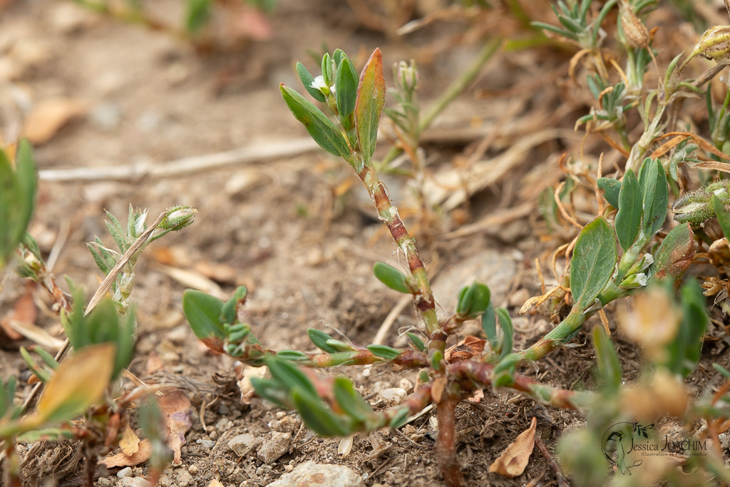 Renouée des oiseaux (Polygonum aviculare) - Les carnets nature de ...