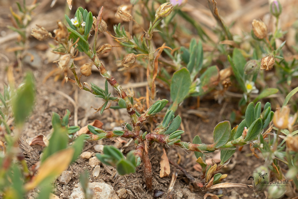 Renouée des oiseaux (Polygonum aviculare) - Les carnets nature de ...
