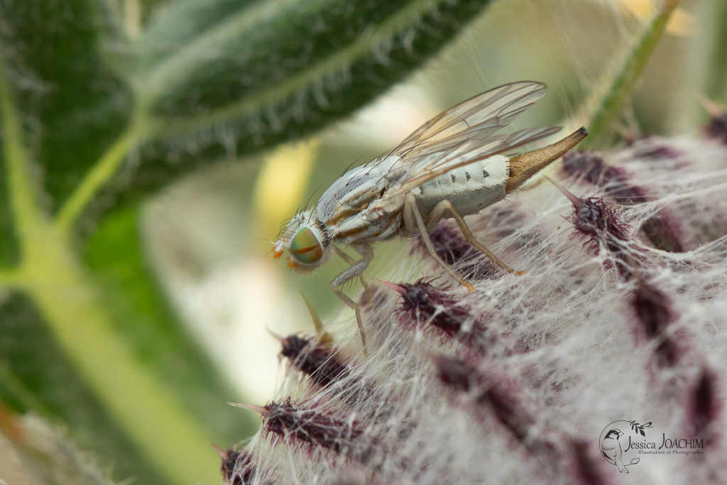 Terellia longicauda - Les carnets nature de Jessica - Photographie et ...