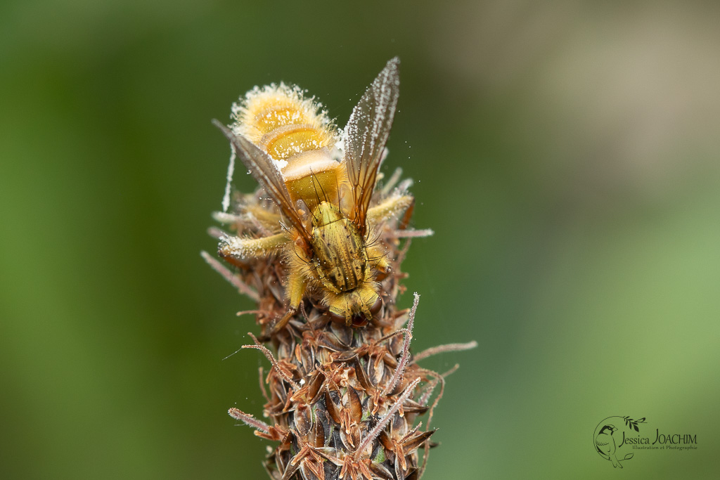 Entomophthora scatophagae - Les carnets nature de Jessica ...