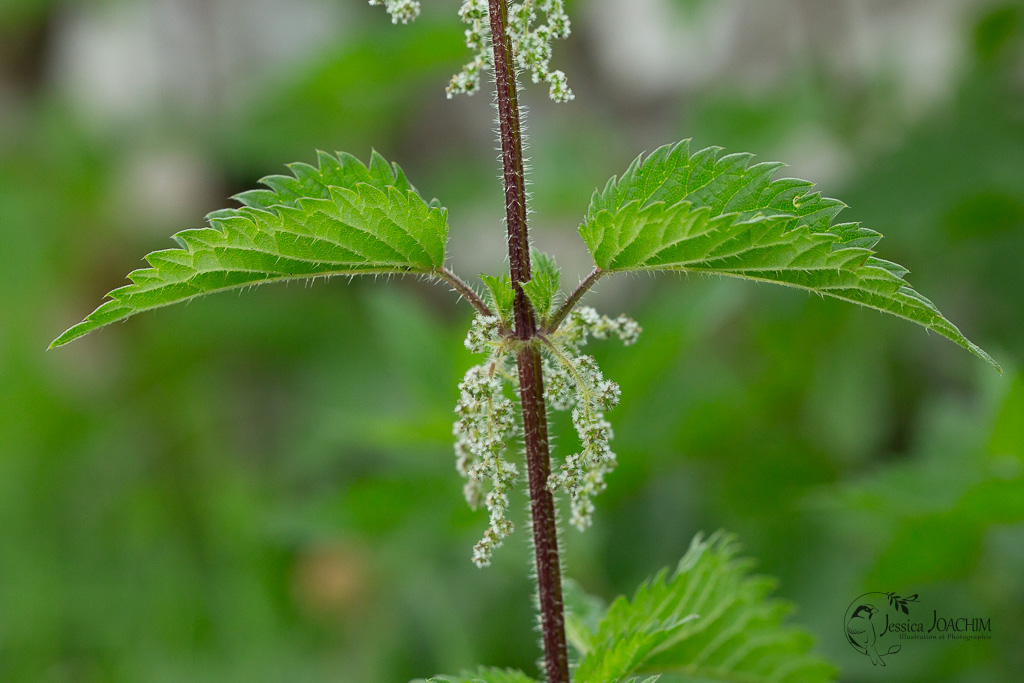 Grande ortie (Urtica dioica) - Les carnets nature de Jessica ...
