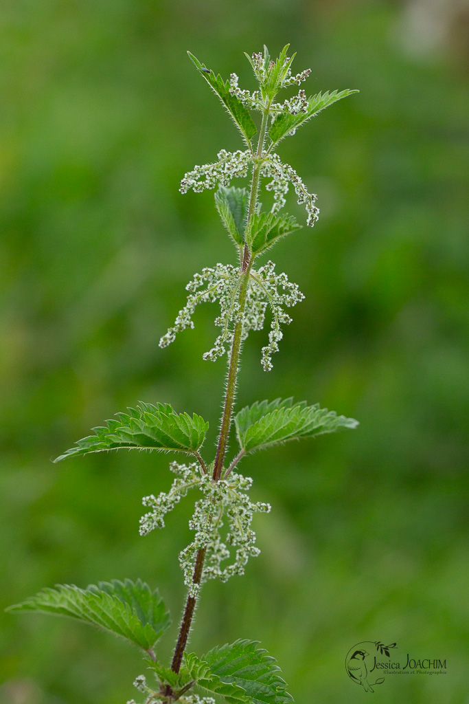 Grande ortie (Urtica dioica) - Les carnets nature de Jessica ...
