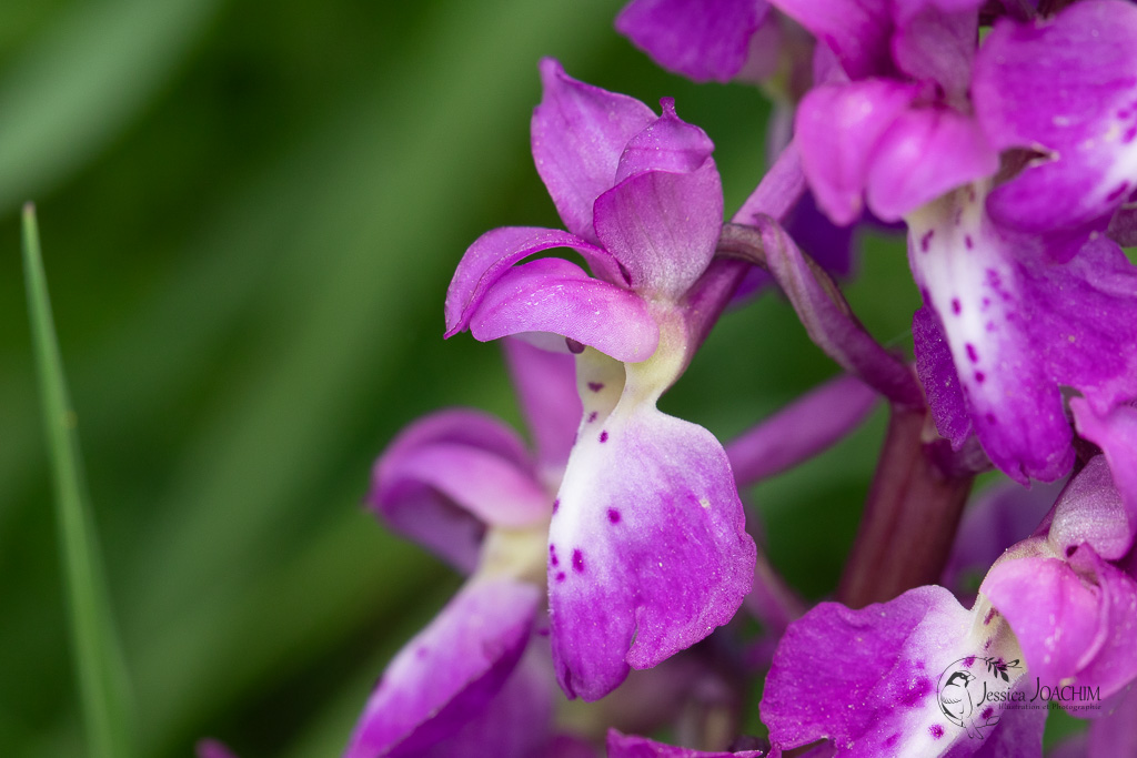 Orchis mâle (Orchis mascula) - Les carnets nature de Jessica ...