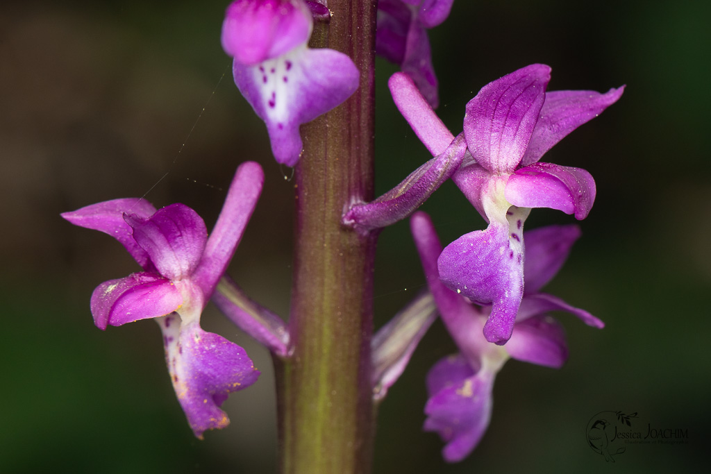 Orchis mâle (Orchis mascula) - Les carnets nature de Jessica ...