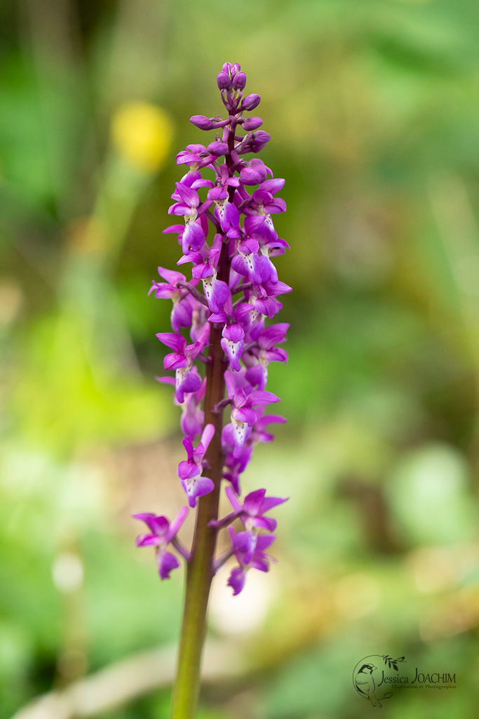 Orchis mâle (Orchis mascula) - Les carnets nature de Jessica ...
