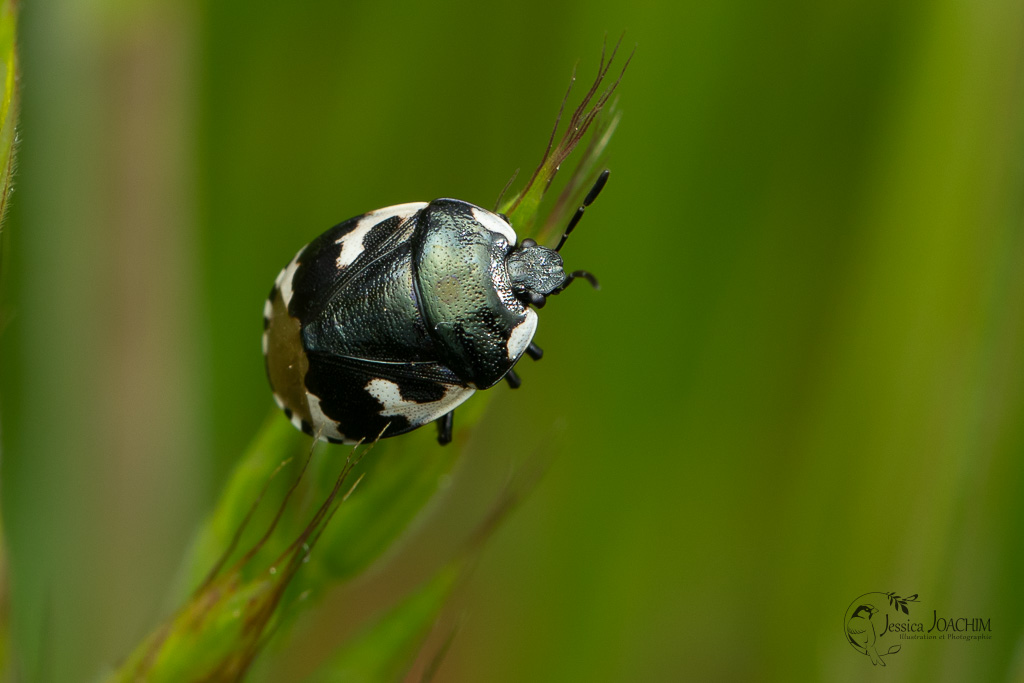 Tritomegas bicolor - Les carnets nature de Jessica - Photographie et ...