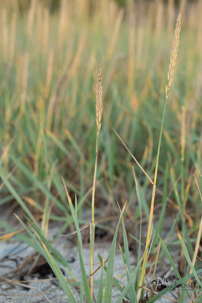 Seigle de mer (Leymus arenarius) - Les carnets nature de Jessica ...