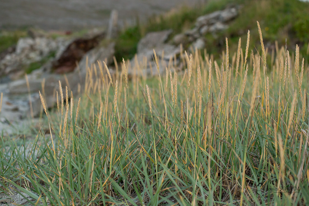 Seigle de mer (Leymus arenarius) - Les carnets nature de Jessica ...