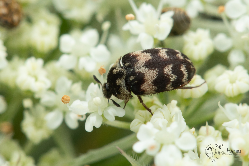 Attagène à trois bandes (Attagenus trifasciatus) - Les carnets nature ...