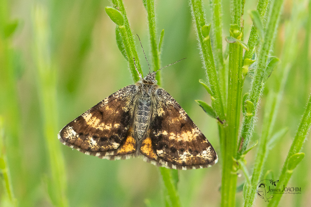 Fidonie du genêt (Isturgia famula) - Les carnets nature de Jessica ...