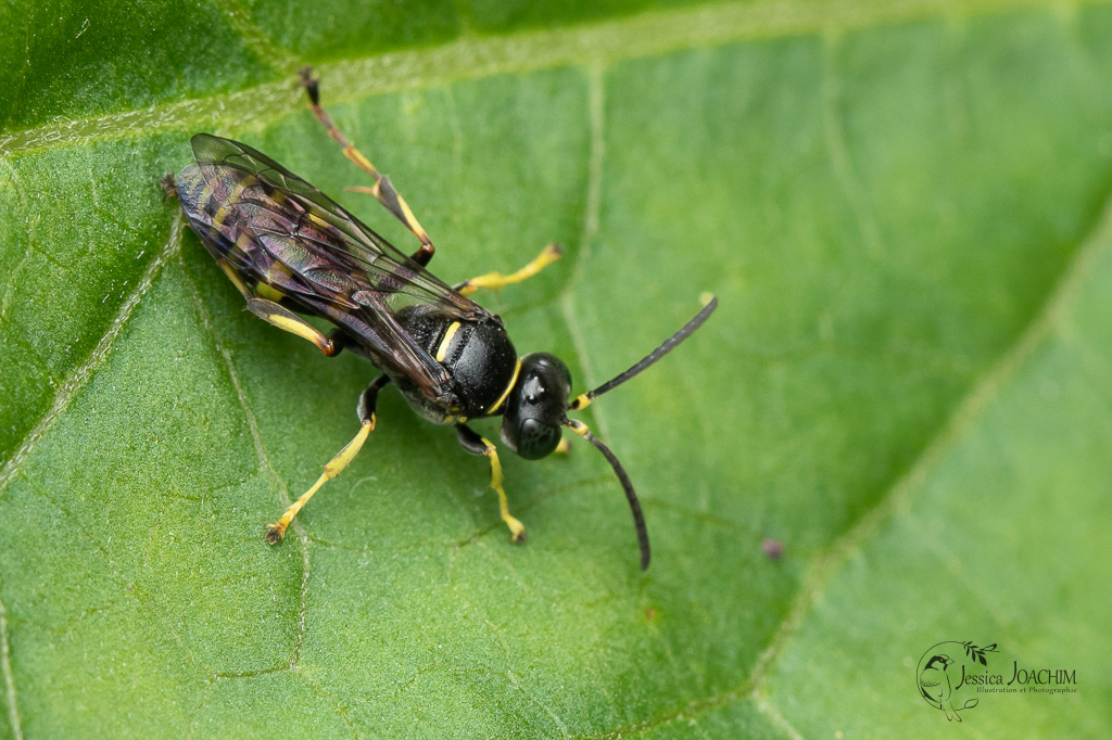 Gorytes sp - Les carnets nature de Jessica - Photographie et ...