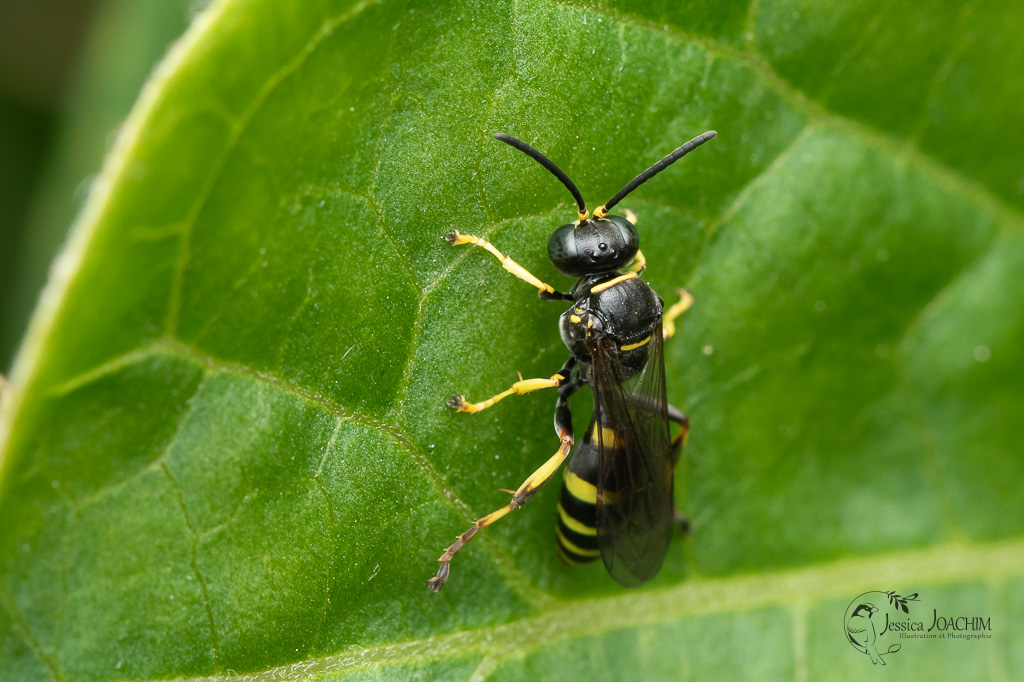 Gorytes sp - Les carnets nature de Jessica - Photographie et ...