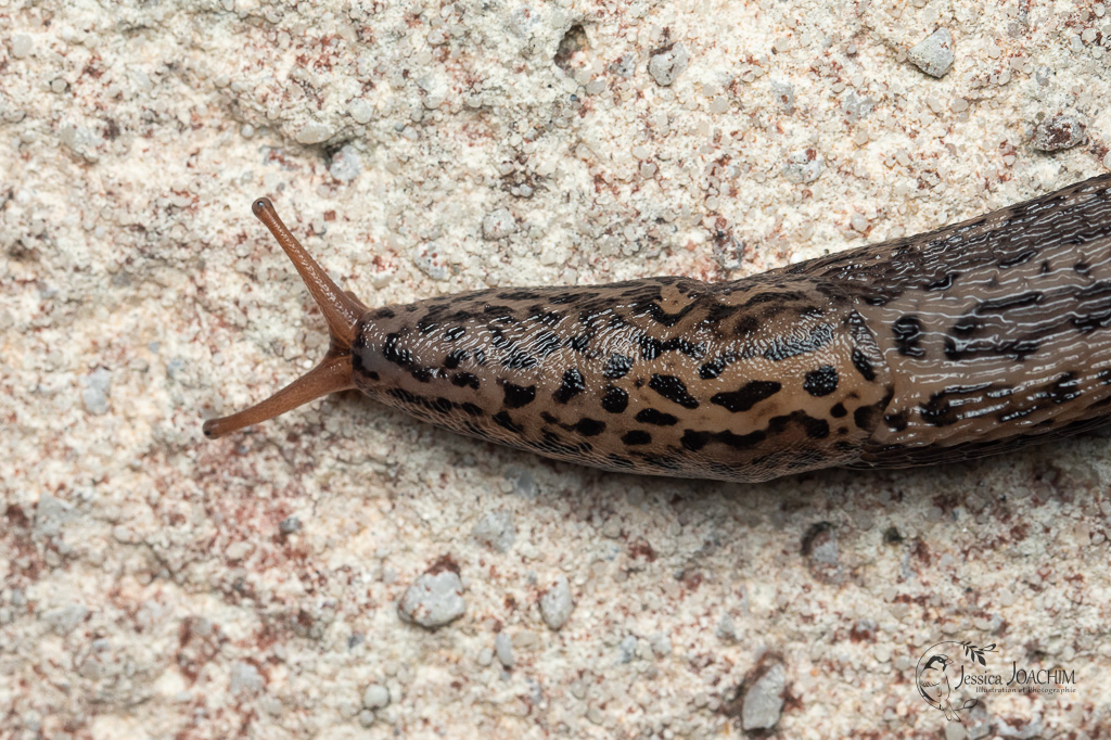 Limace léopard (Limax maximus) - Les carnets nature de Jessica ...
