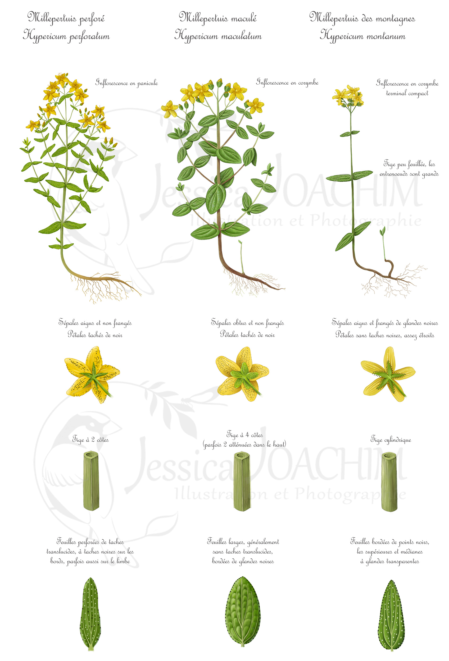 Planche Millepertuis - Les carnets nature de Jessica - Photographie et ...