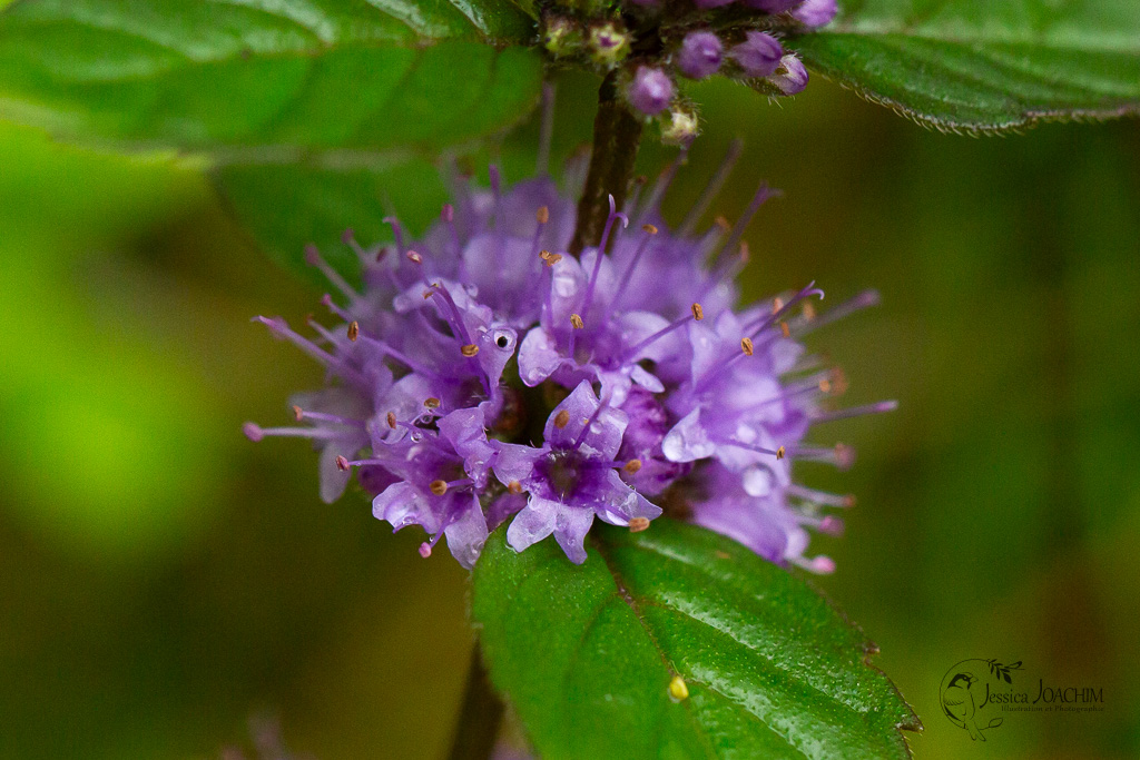 Menthe des champs (Mentha arvensis) - Les carnets nature de Jessica ...