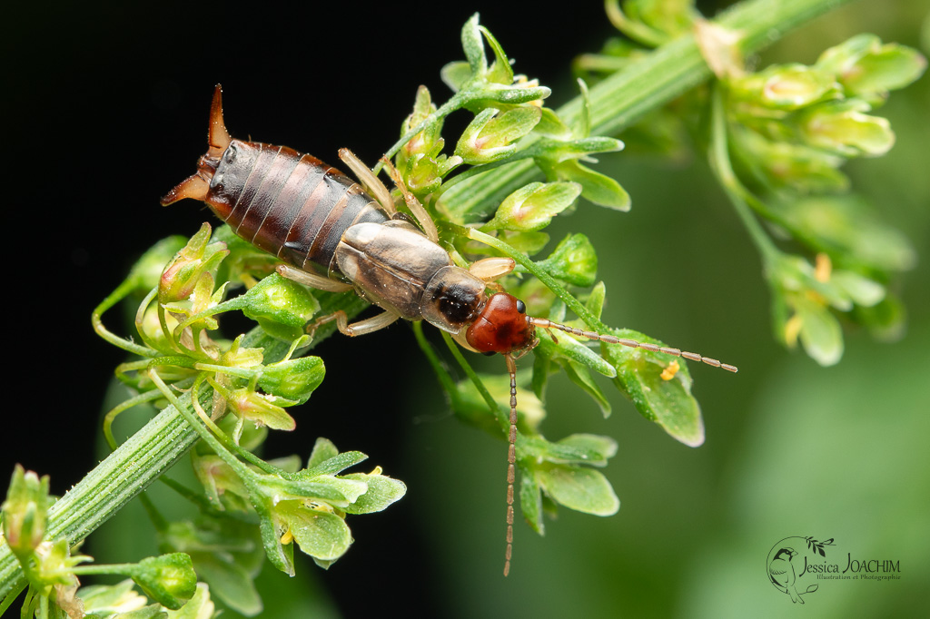 Perce-oreille (Forficula auricularia) - Les carnets nature de Jessica ...