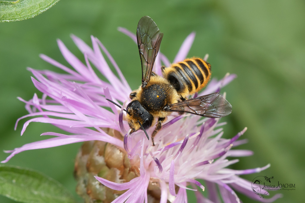 Megachile melanopyga - Les carnets nature de Jessica - Photographie et ...