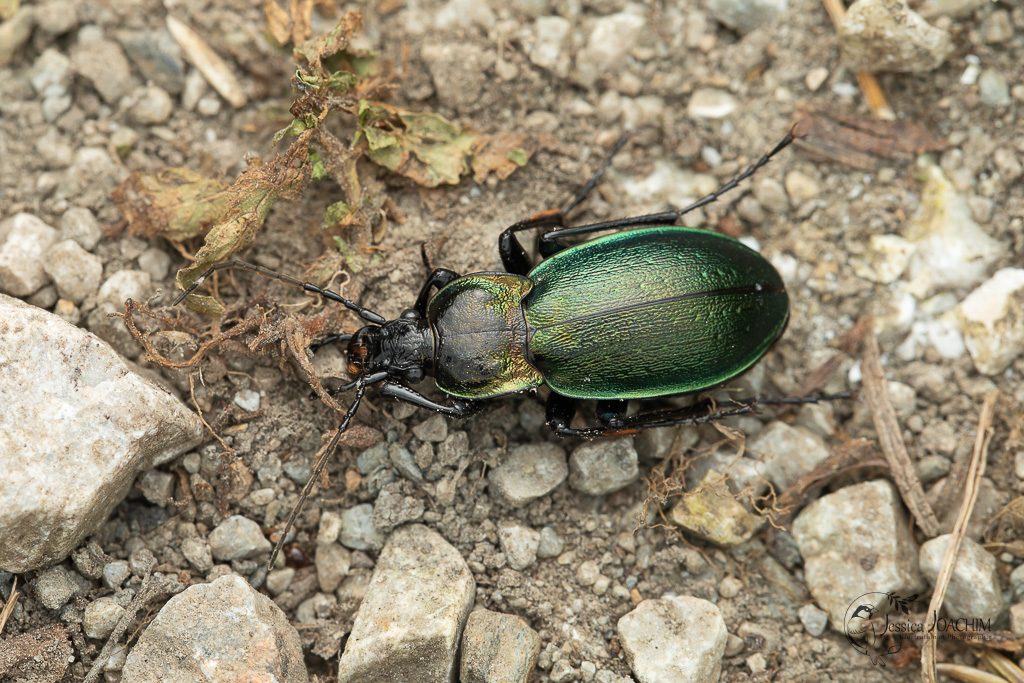 Carabe des bois (Carabus nemoralis) - Les carnets nature de Jessica ...
