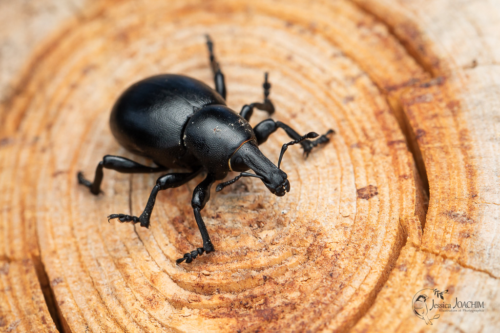 Charançon du Laser (Liparus dirus) - Les carnets nature de Jessica ...